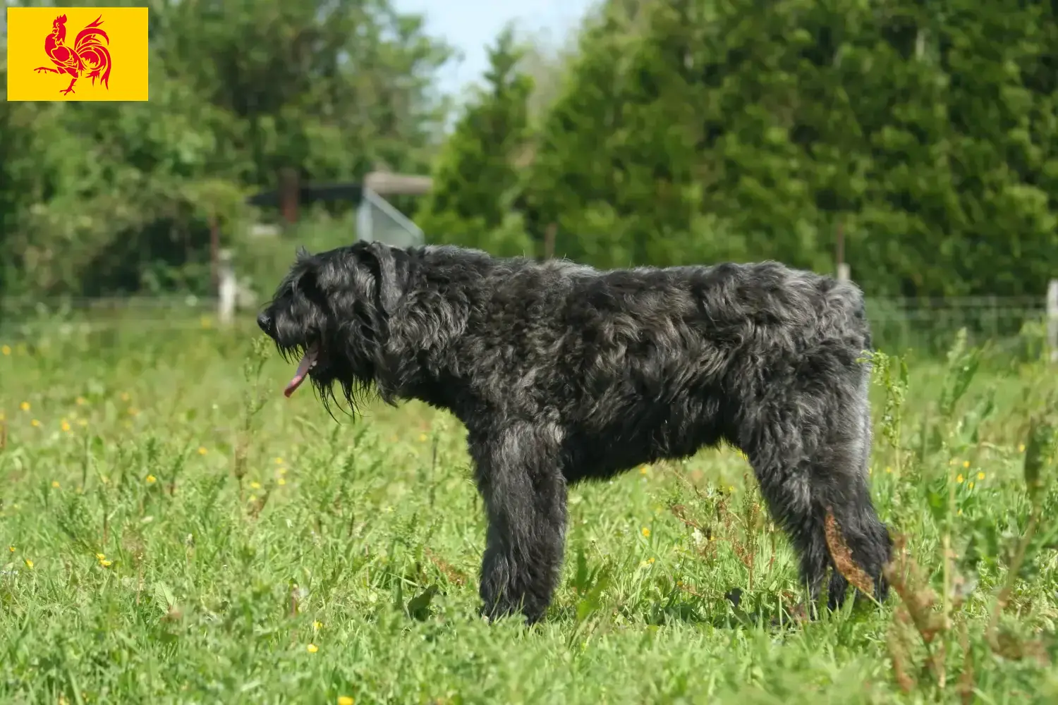 Bouvier des Flandres fokkers en pups in Wallonië - nl.DogWeb.com