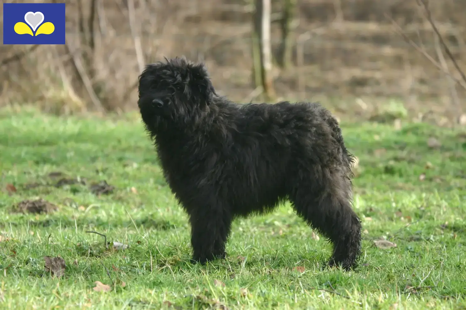 Bouvier des Flandres fokkers en pups in het Brussels Hoofdstedelijk ...